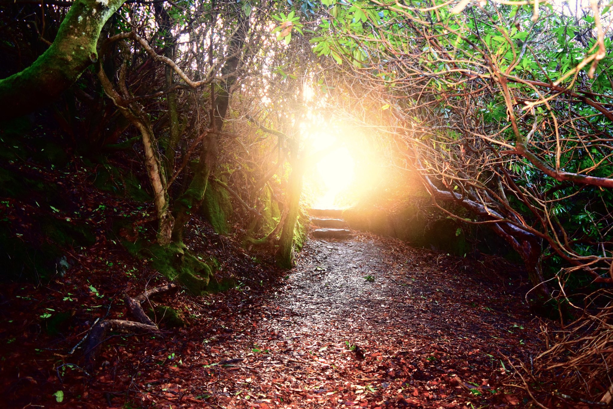 The Priestess Path | Celtic Rose Priestess